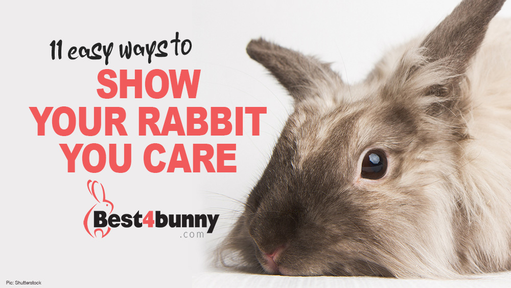 10 Ways Your Rabbit Shows You Love - Ask Rabbits
